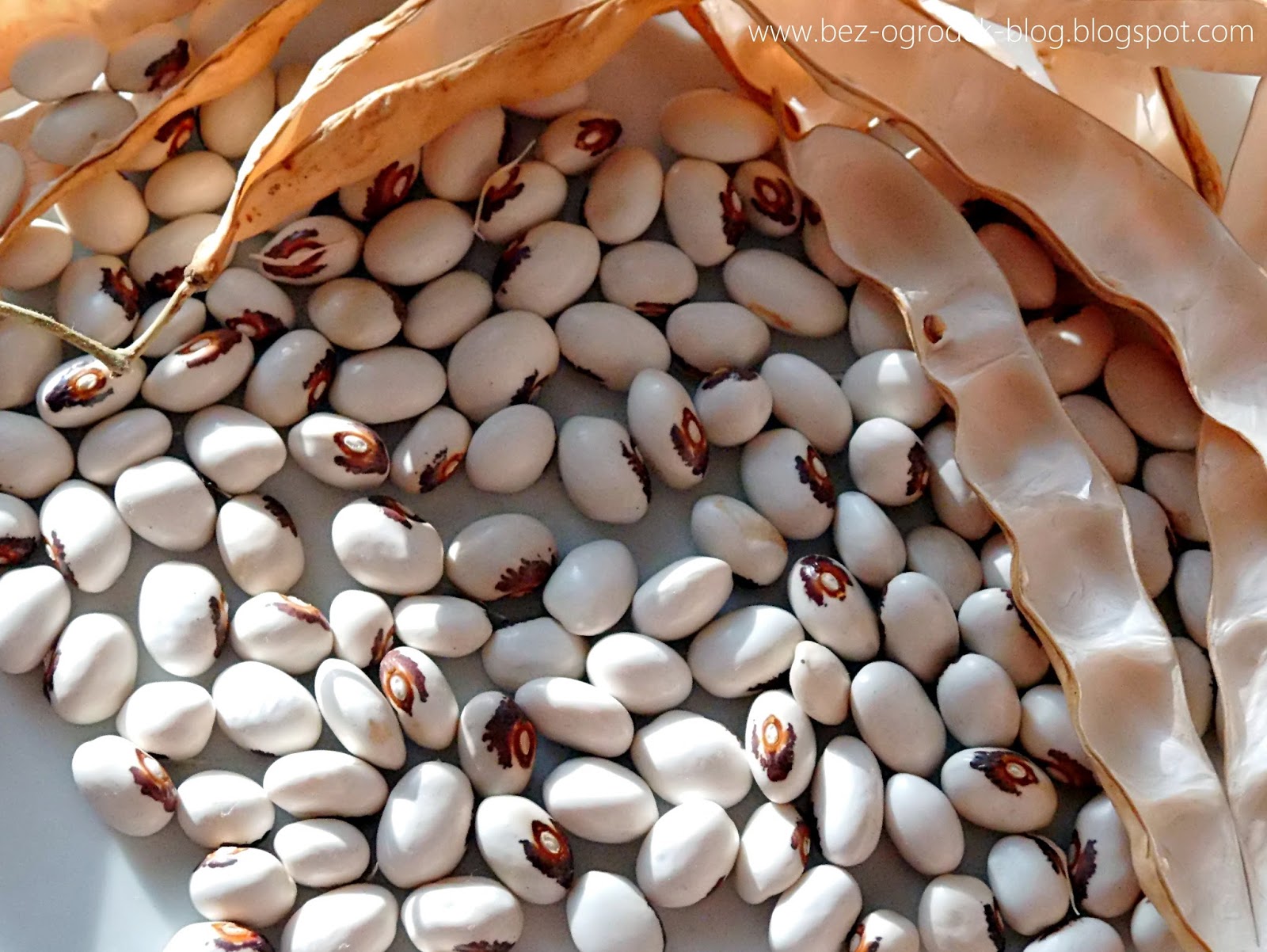 Fasola eucharystyczna z hostią. Święte nasiona? | BEZ OGRÓDEK | blog ...