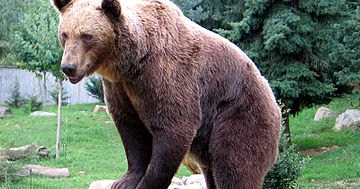 Blogu im Profesional: Kafshet e Egra