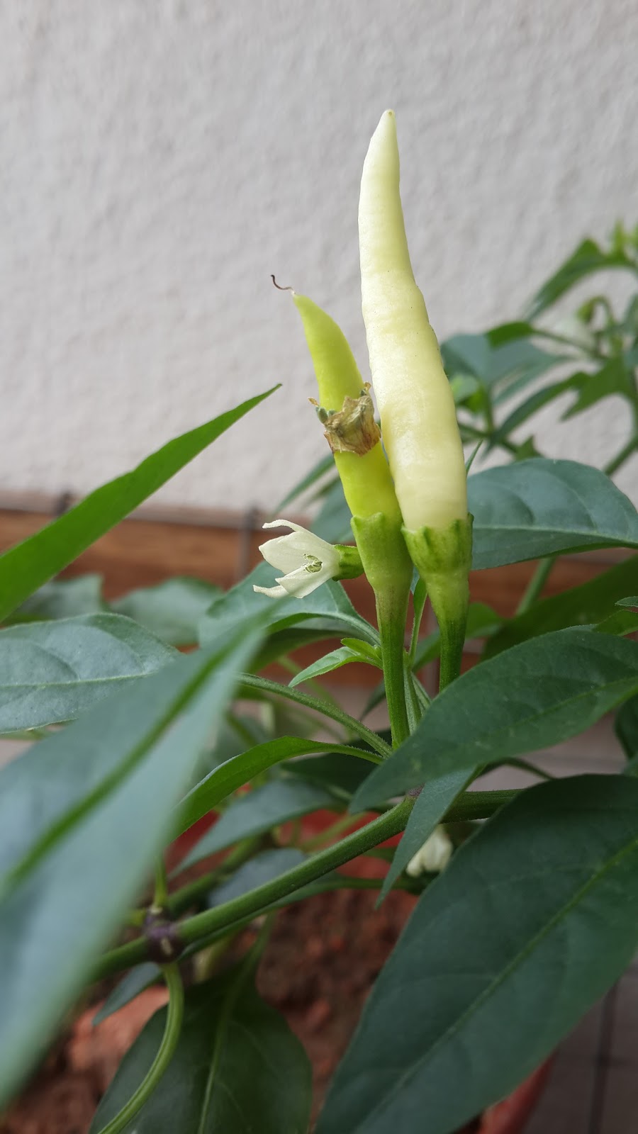 Hiking & Gardening: Cili Api Putih Jambak