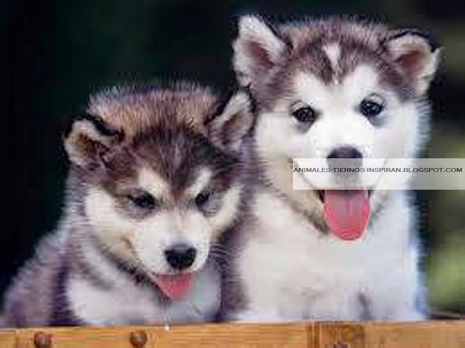 Animales Tiernos Inspiran: imágenes de animales bebes pequeños