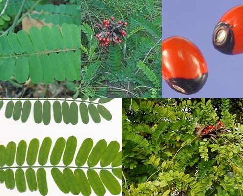 Science in Nature: INDIGENOUS MEDICINAL PLANTS AND PRACTICES IN ...