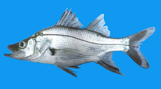 Artes de Pesca: VAMOS A PESCAR CHUCUMITE O ROBALO
