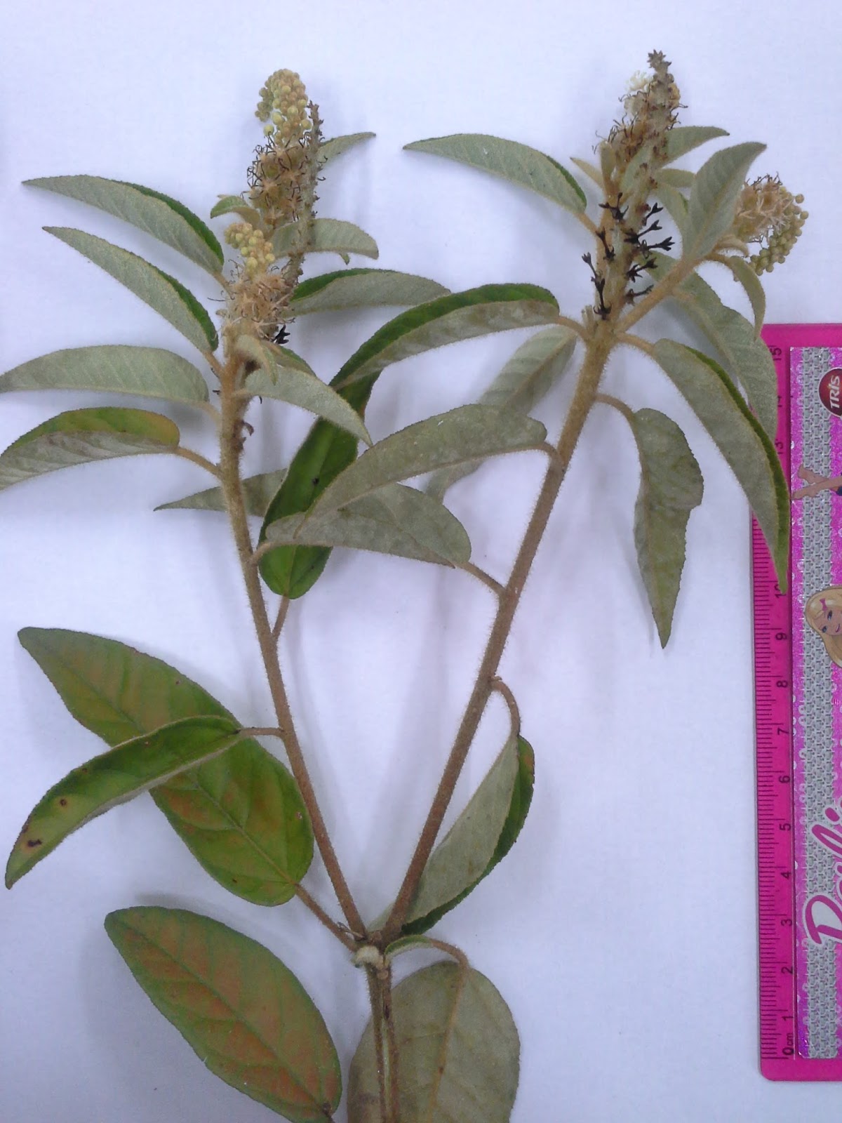 Sistemática Fanerógamas BIO 266 UEFS