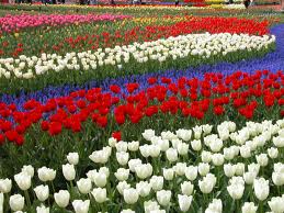 GAMBAR BUNGA: BUNGA TULIP