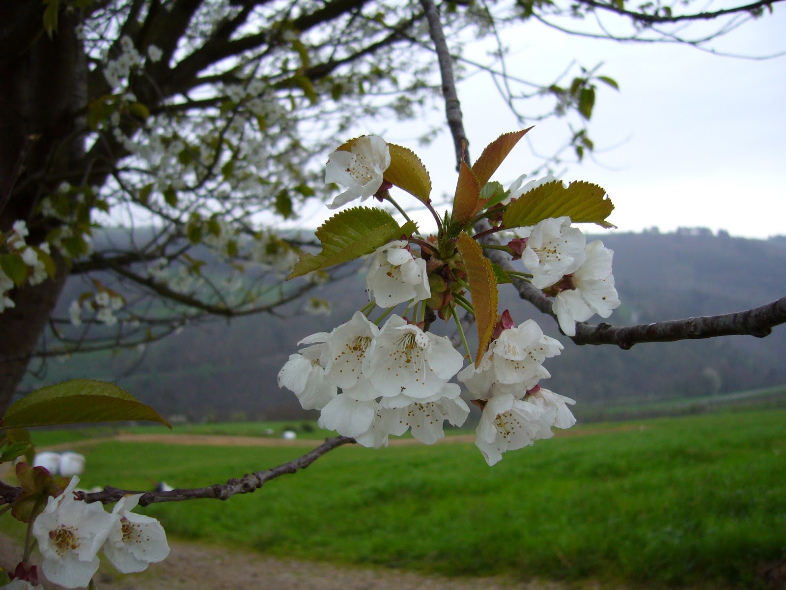 TINEO EN VERDE: ÁRBOLES DE NUESTROS BOSQUES: EL CEREZO
