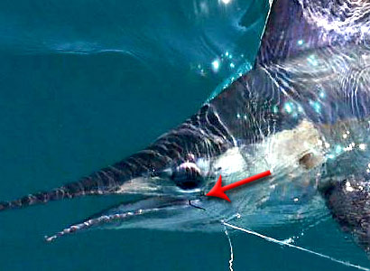 Artes de Pesca: VAMOS A PESCAR MARLIN