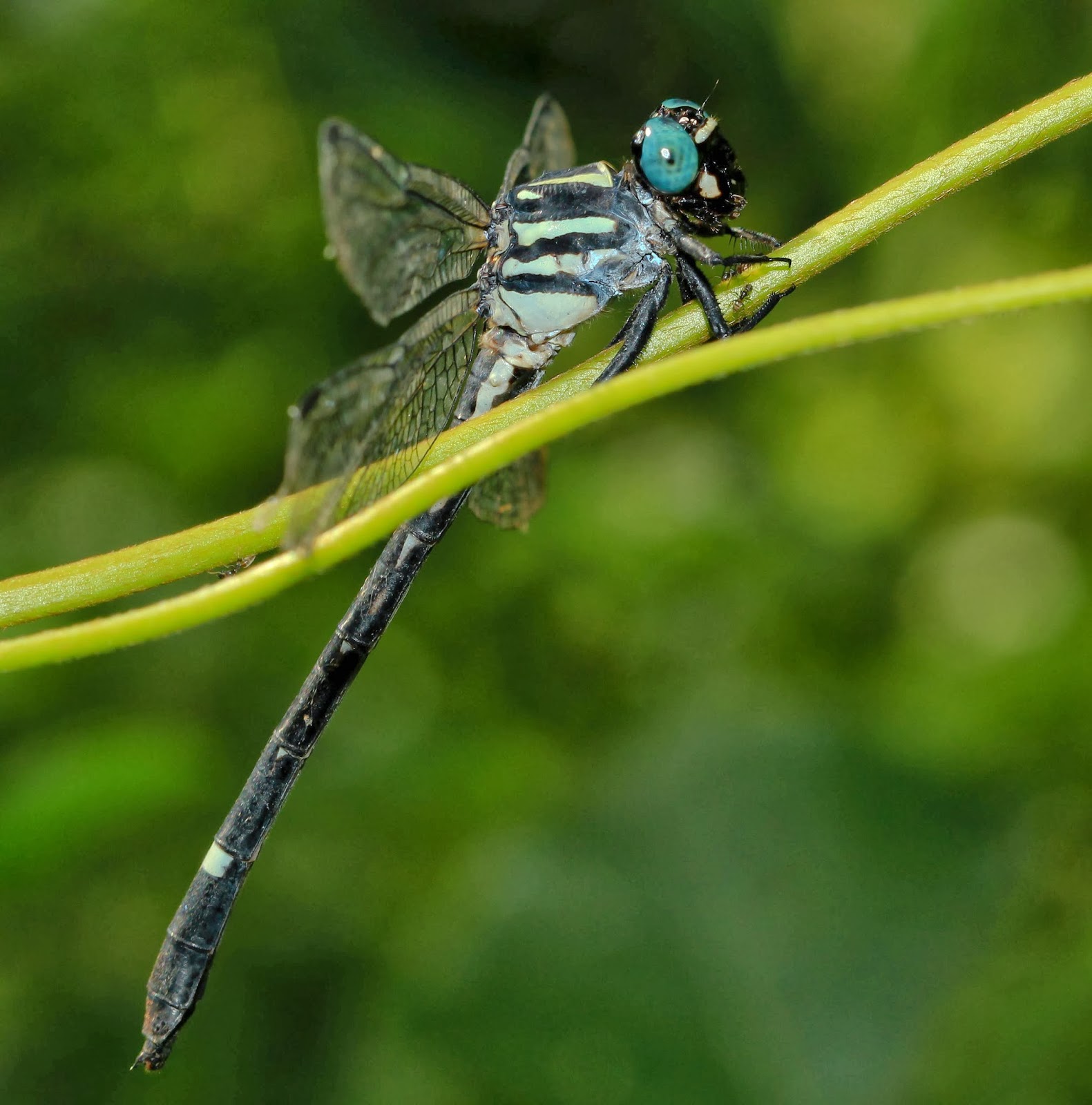VietOdonata: Heliogomphus scorpio (Ris, 1912)