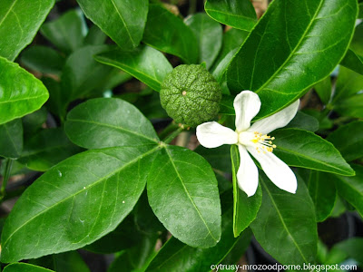 Cytrusy Mrozoodporne: Citrandarin