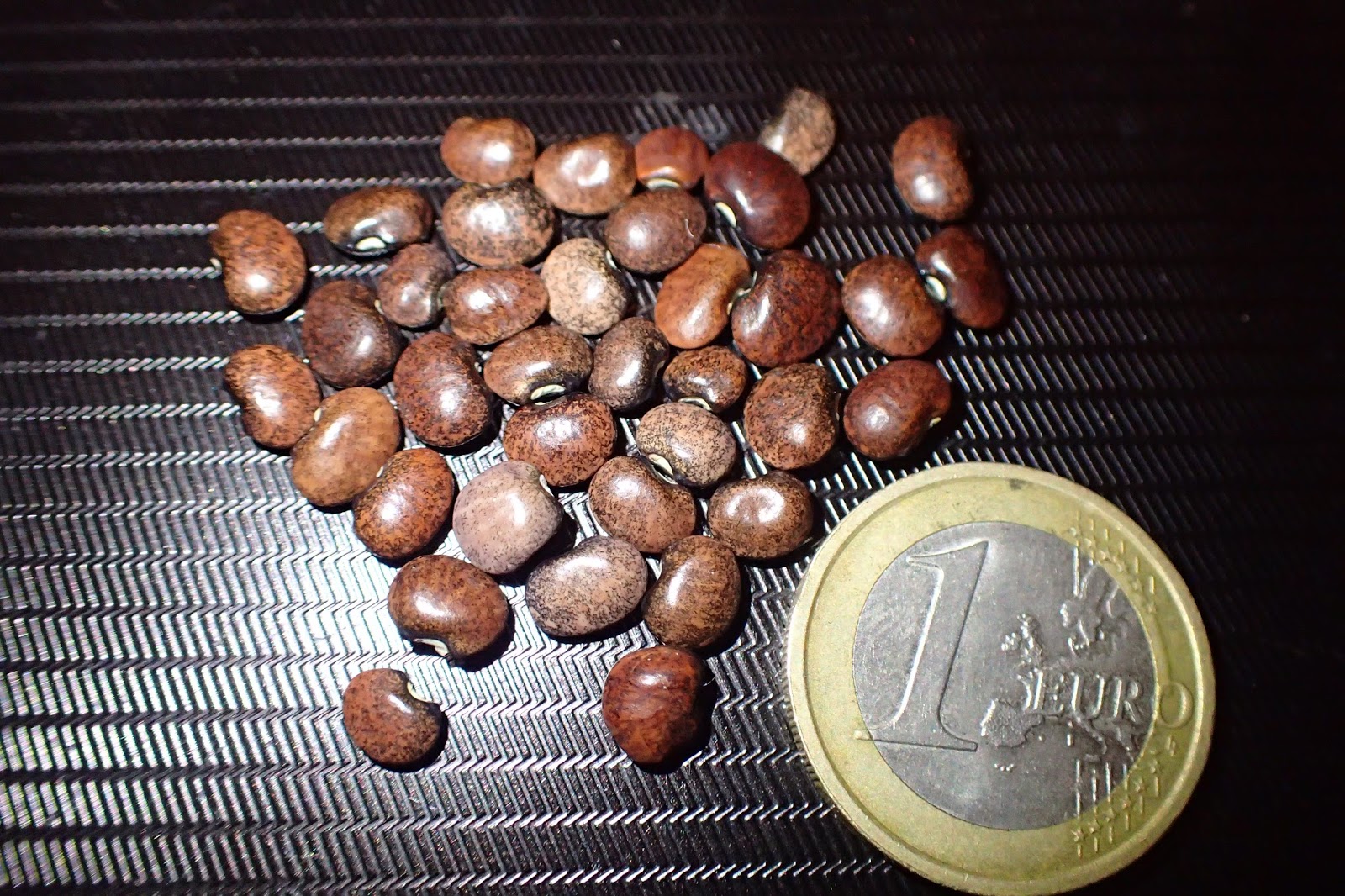 Scirpidiella's Plants: Wild Perennial Hardy Bean (Phaseolus polystachios)