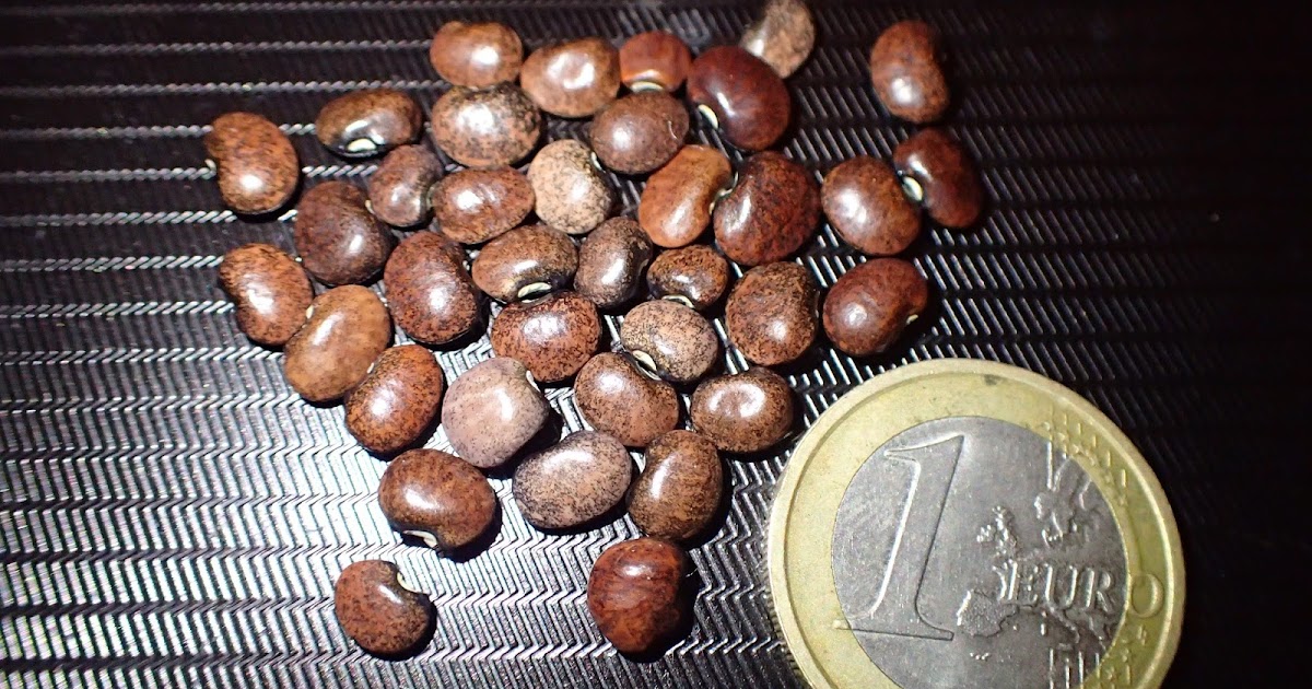 Scirpidiella's Plants: Wild Perennial Hardy Bean (Phaseolus polystachios)