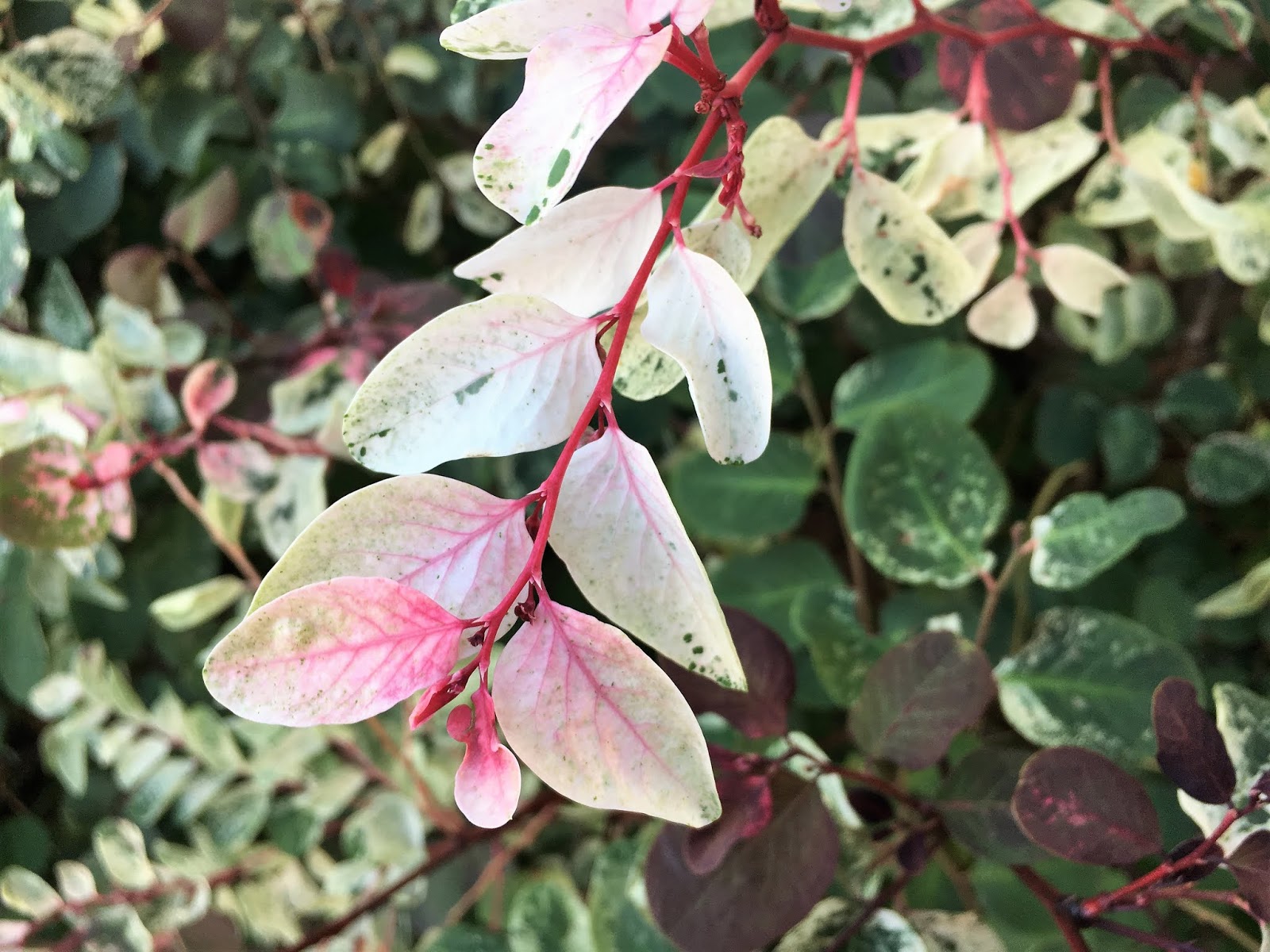Breynia disticha (Snow Bush)