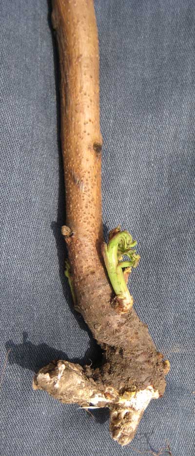 Tom's Blog: Sumac eradication