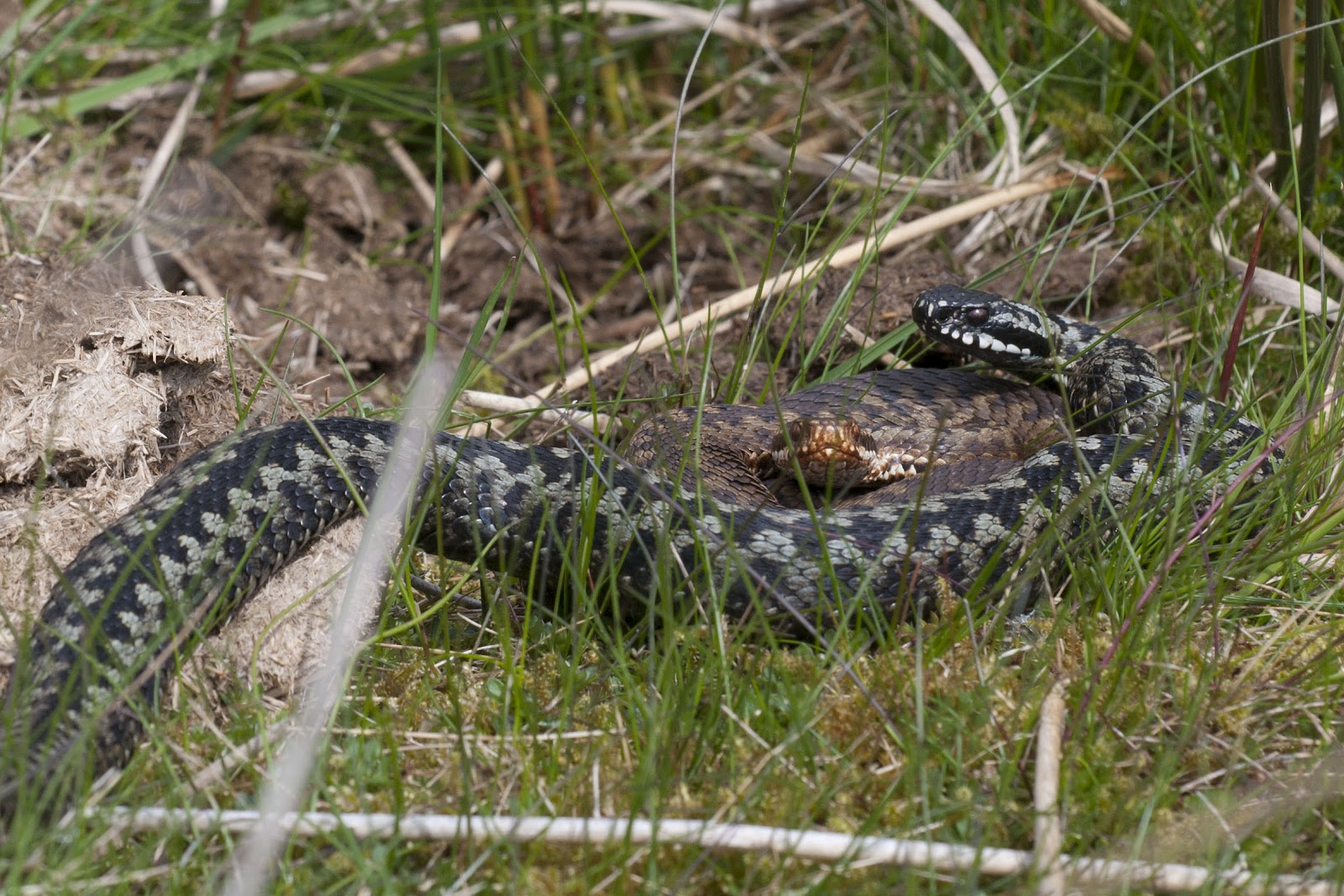 Yorkshire Field Herping and Wildlife Photography: First sign of Mating ...