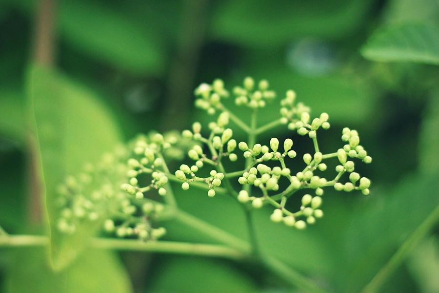 Skyejuice - Daily Dose of Inspiration: 200 posts and exotic herbs ...