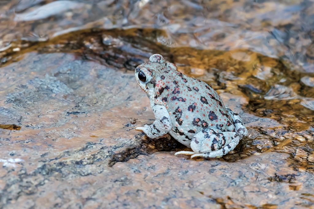 Your Daily Dose of Sabino Canyon: A toad of a different color