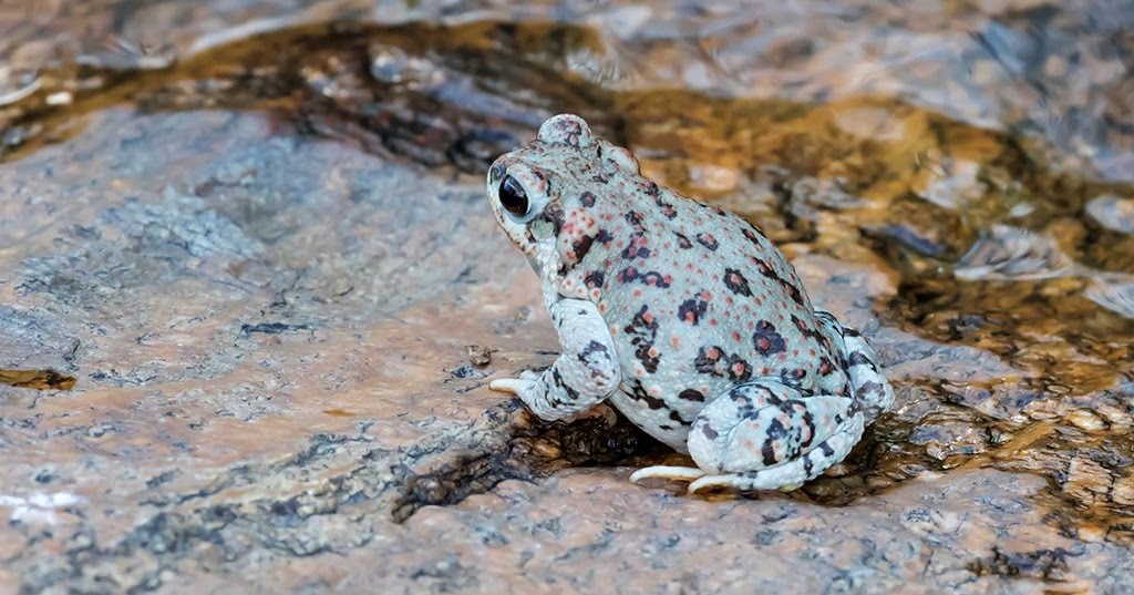 Your Daily Dose of Sabino Canyon: A toad of a different color