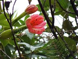 flora y fauna del Carchi