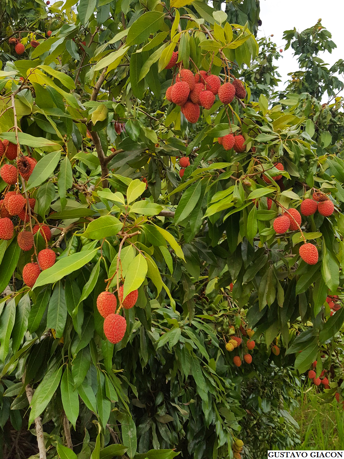 Viveiro Ciprest - Plantas Nativas e Exóticas: Lichia Bengal ( Litchi ...