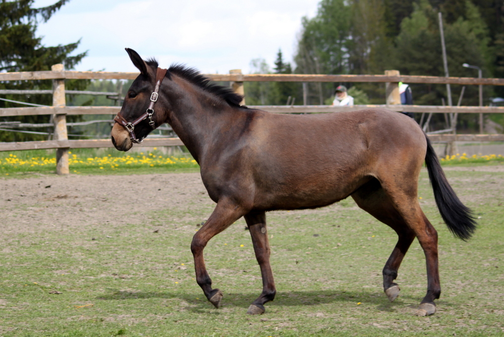 Muuliprojekti: Rehuanalyysin ja ruokintasuunnitelman tärkeys