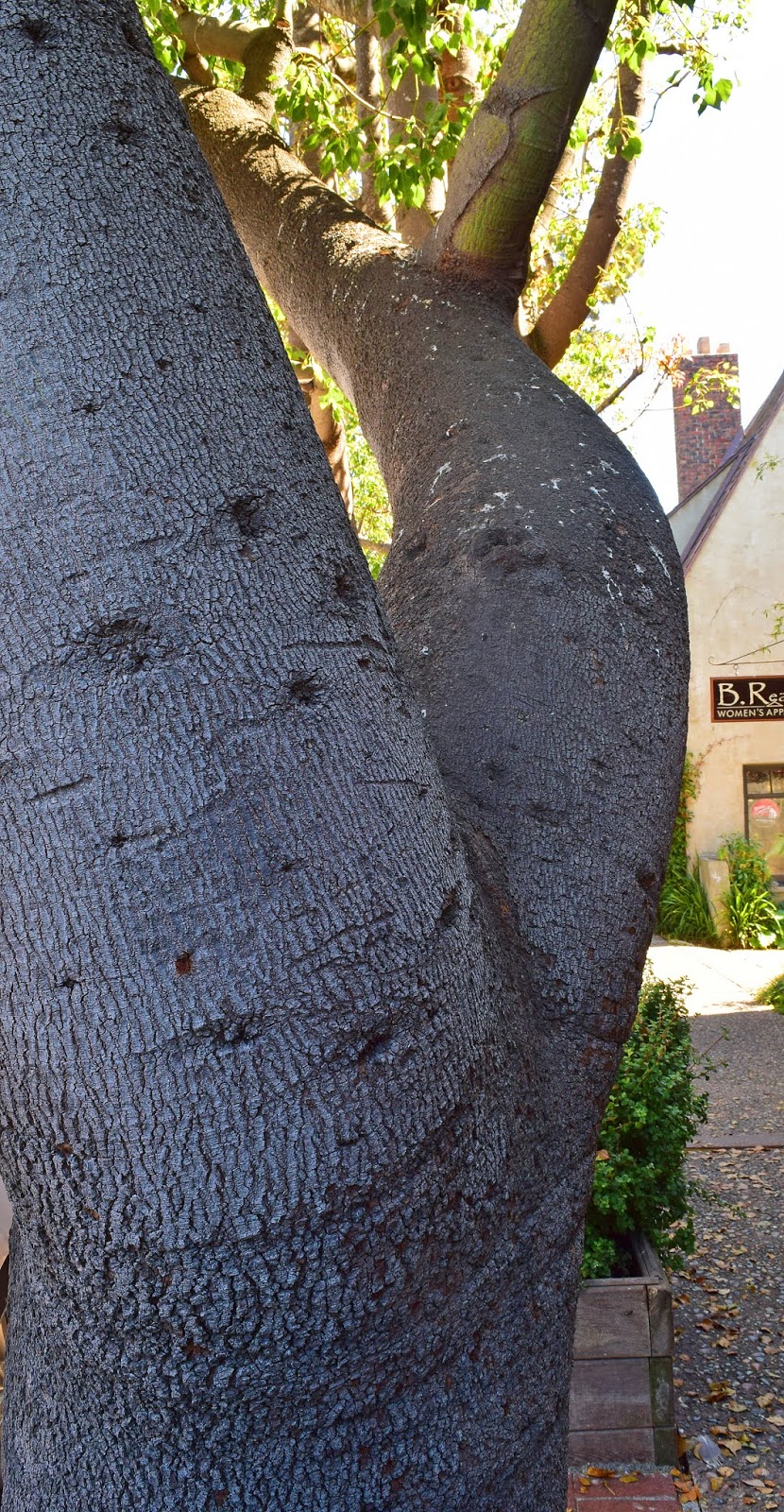Friends of the Carmel Forest Tree Tour with Dr. Matt Ritter - June 2018