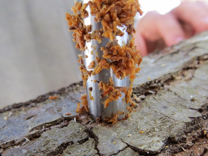 DIY Shiitake Mushroom Inoculation Using Sawdust Spawn In Logs ...