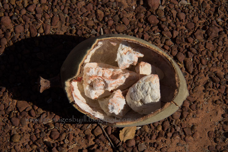 Life Images by Jill: The Boab tree - Adansonia gregorii