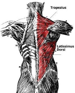 Como Malhar Trapézio - Dicas de Musculação