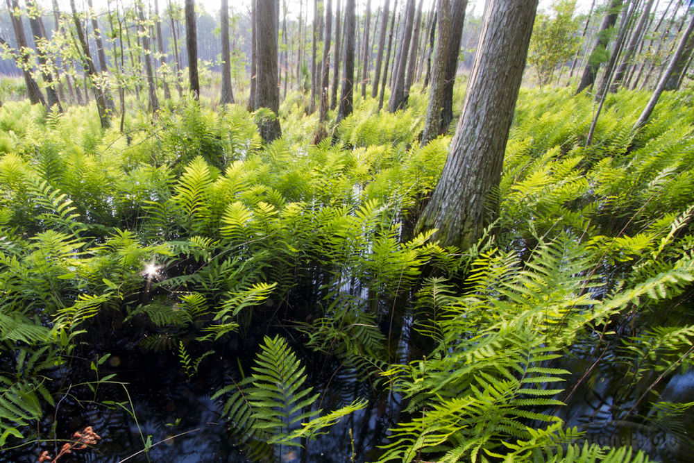 Mac Stone Photography Blog: Green Swamp