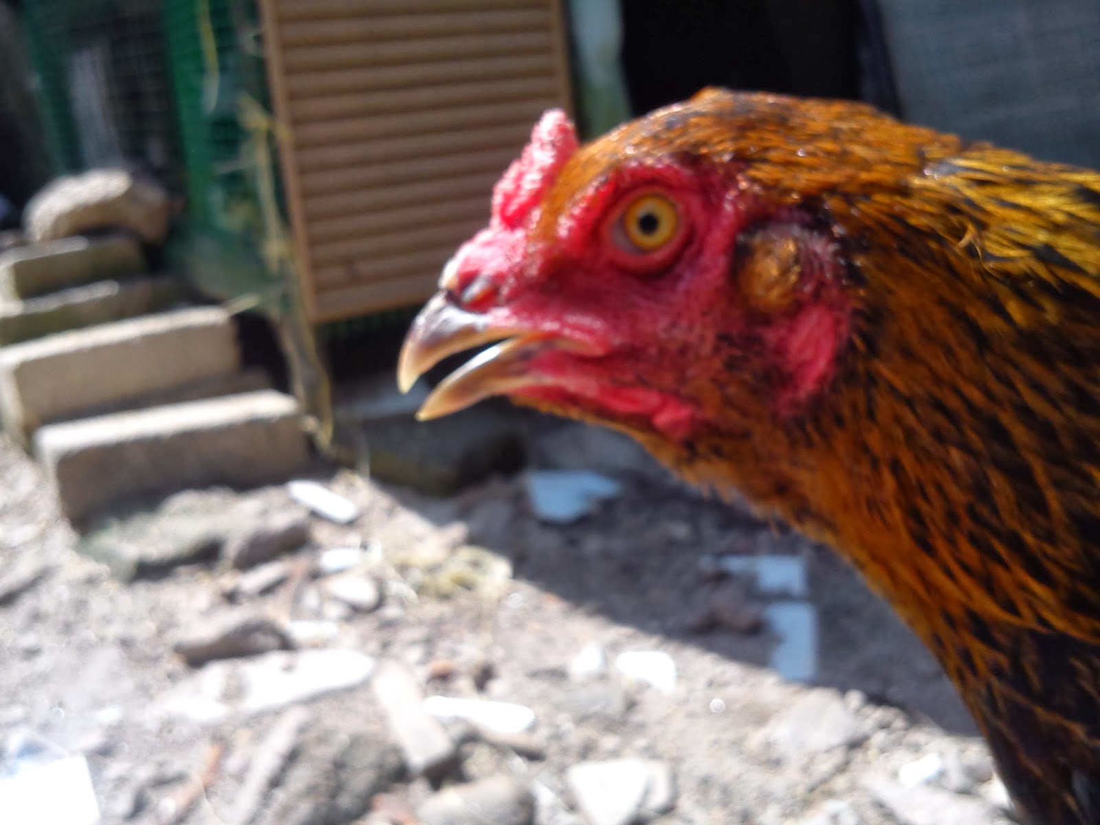 Pembiak Ayam Ratu LHK dan Malaysia Indio Gigante: Ayam Induk Saigon ...