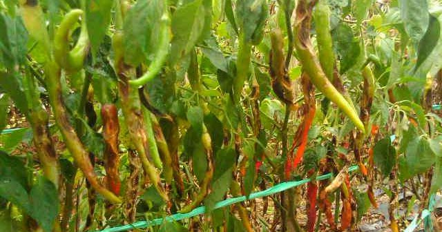 Perbedaan Layu Fusarium dan Layu Bakteri - My Budidaya - Trik dan Tips ...