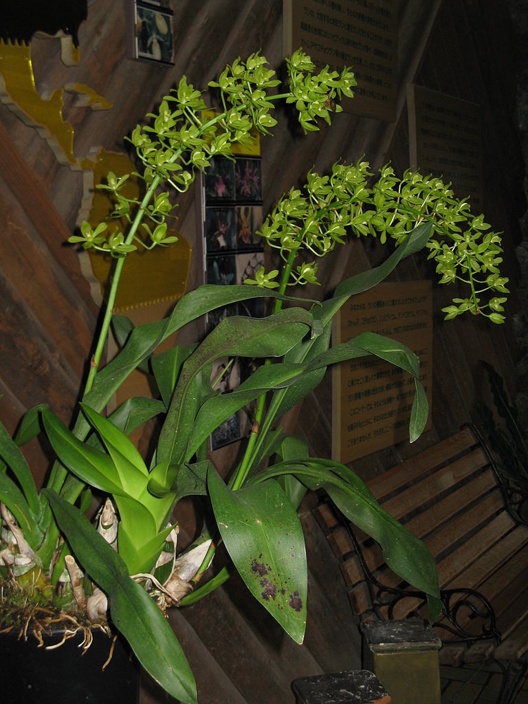 Grow and care Grammatophyllum scriptum orchid - The Written ...