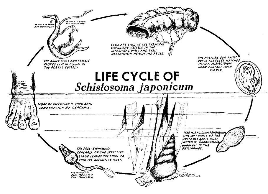 Schistosoma Japonicum Parts