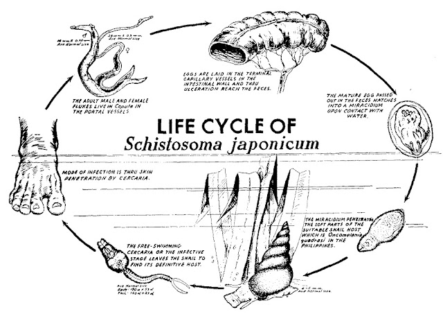 Lecture Notes in Medical Technology: Lecture #11: THE BLOOD FLUKES