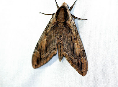 Field Biology in Southeastern Ohio: A Night at Wahkeena 2013