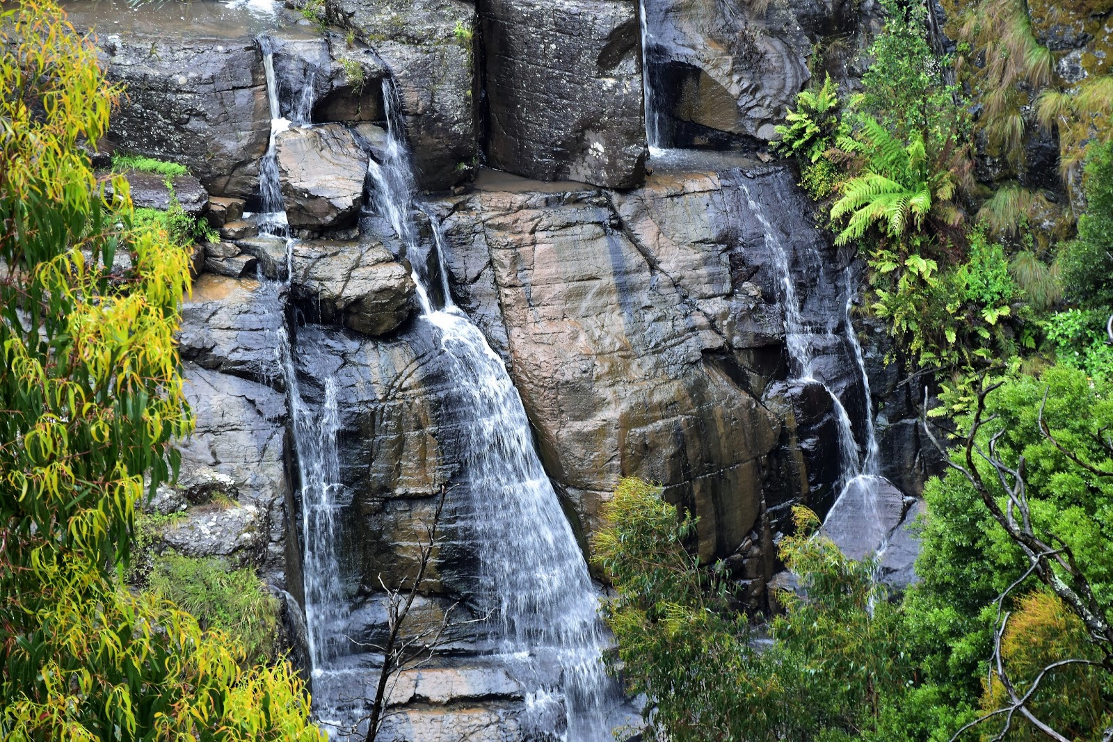Goin' Feral One Day At A Time: Masons Falls Circuit, Kinglake National ...