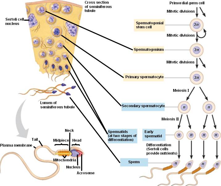 Biology Superiority: Reproduksi