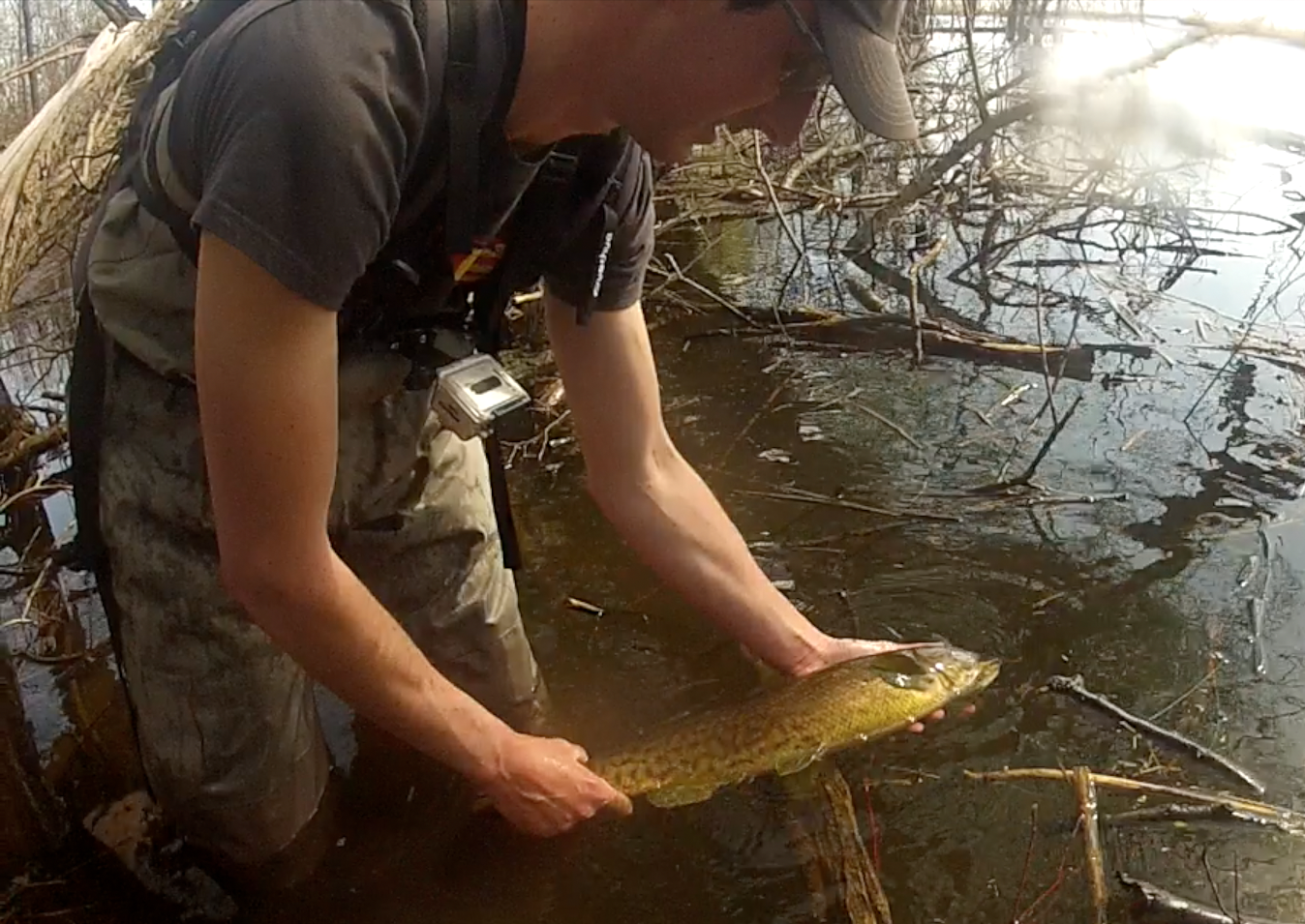 Crinqué de pêche: La «chasse» au poisson castor!