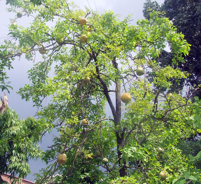 Bael - JungleKey.in Image