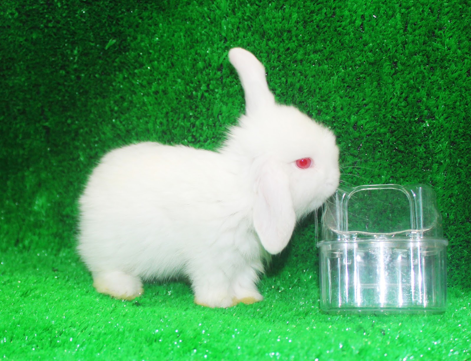 Thỏ minilop, lion head, netherland mới về hàng ~ Yahoo Pet Shop