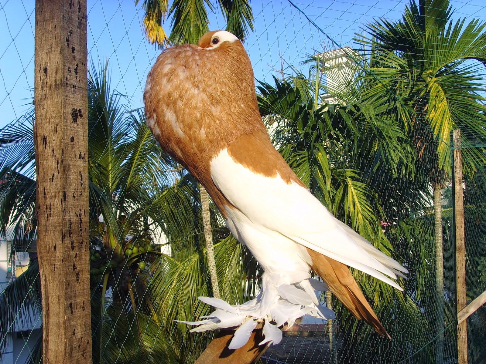 Reversewing Pouter | WELCOME TO PIGEON LOVERS