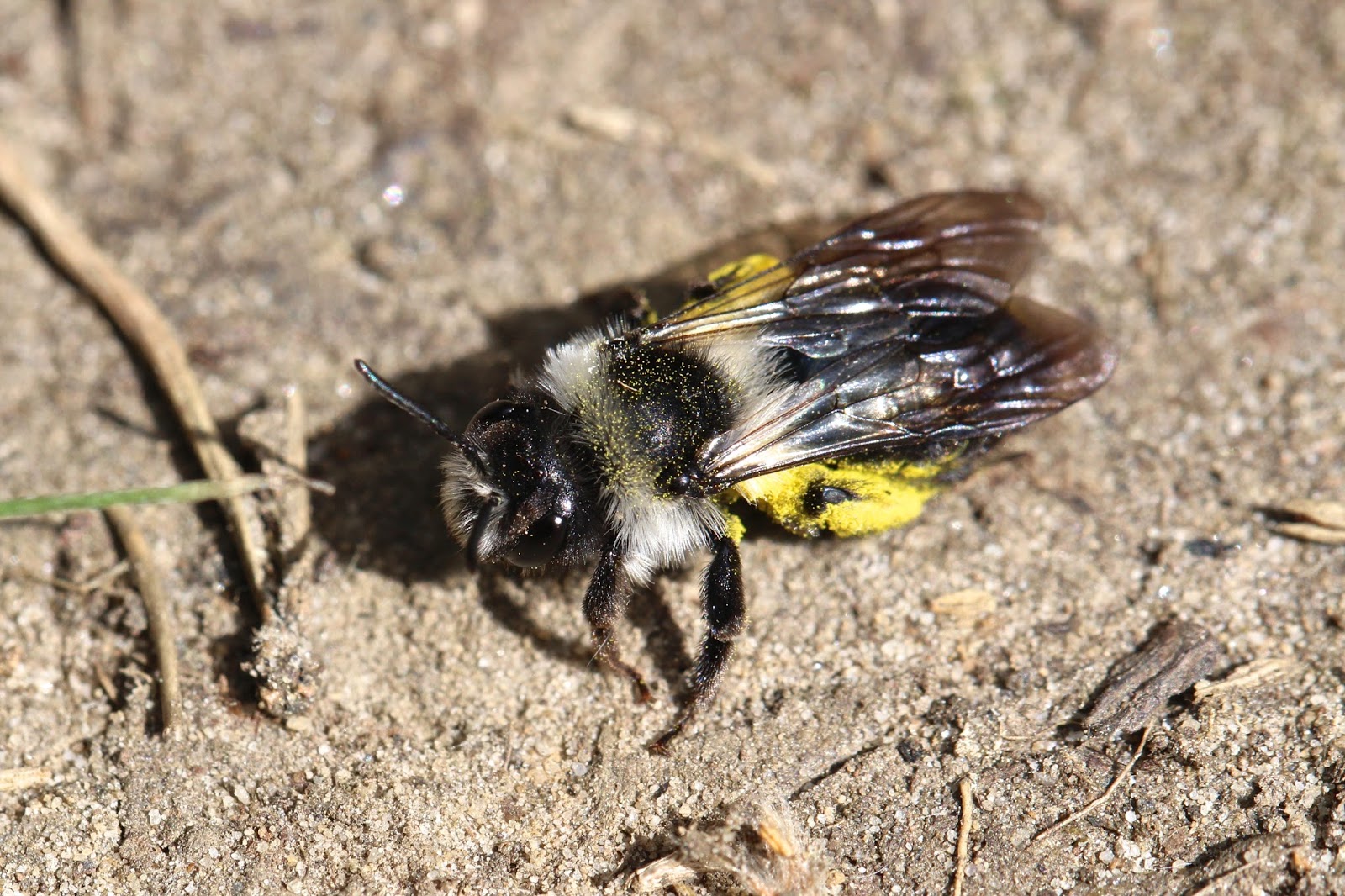 TrogTrogBlog: Bee of the week - Ashy mining bee