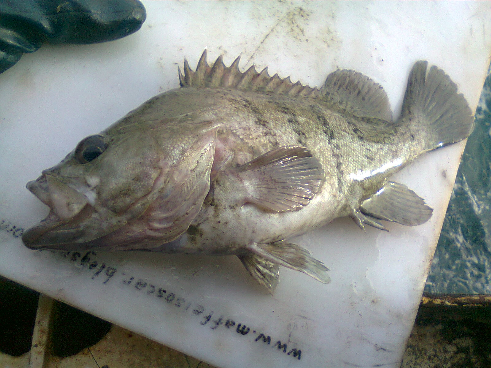 El Mar Argentino-Maffeis Oscar: Peces y mamiferos.