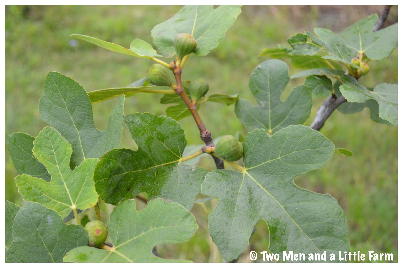 Two Men and a Little Farm: SLOW GROWING FIG TREE