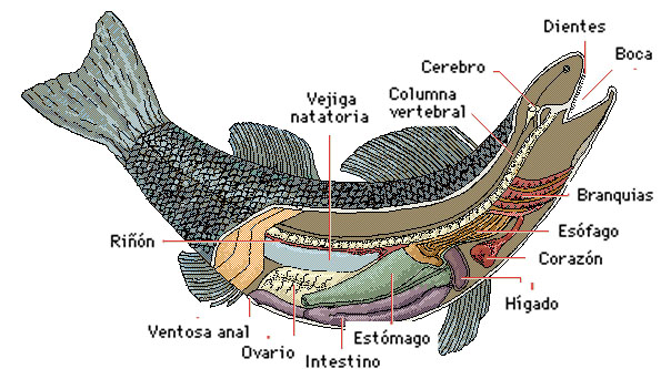 Ecofisiologia de organismos acuaticos