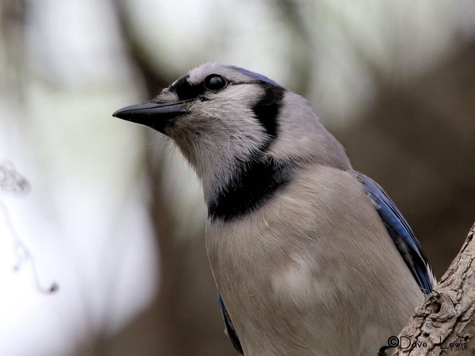 Birds from Behind : Two Days in the Marsh...