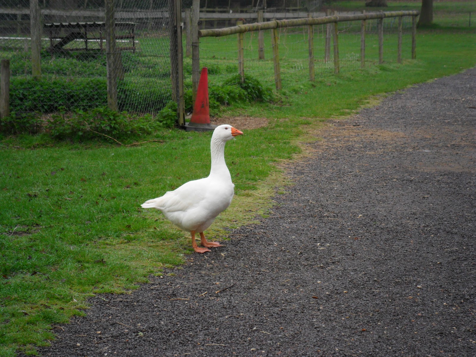 I IS MAXIMUS WRIGGLY KITTY SPITTIMUS: A Goose??? A Goose???