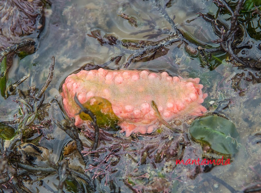 manta blog: New Year Day on Sea Shore