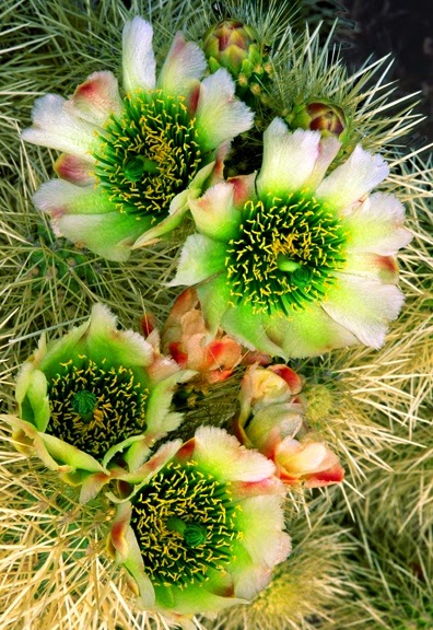 Cholla Cactus ~ Stunning nature