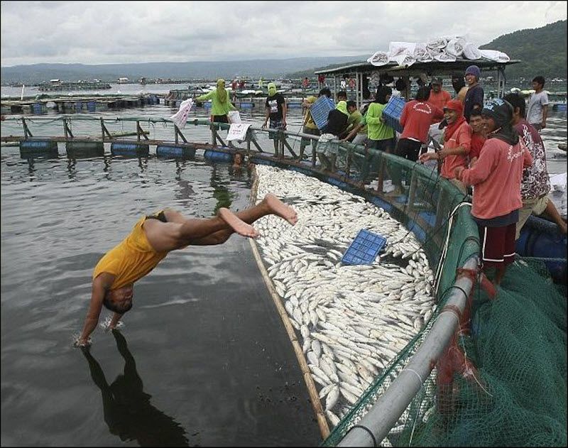 Solid Planet: Mystery death of millions fish in PHILIPPINES