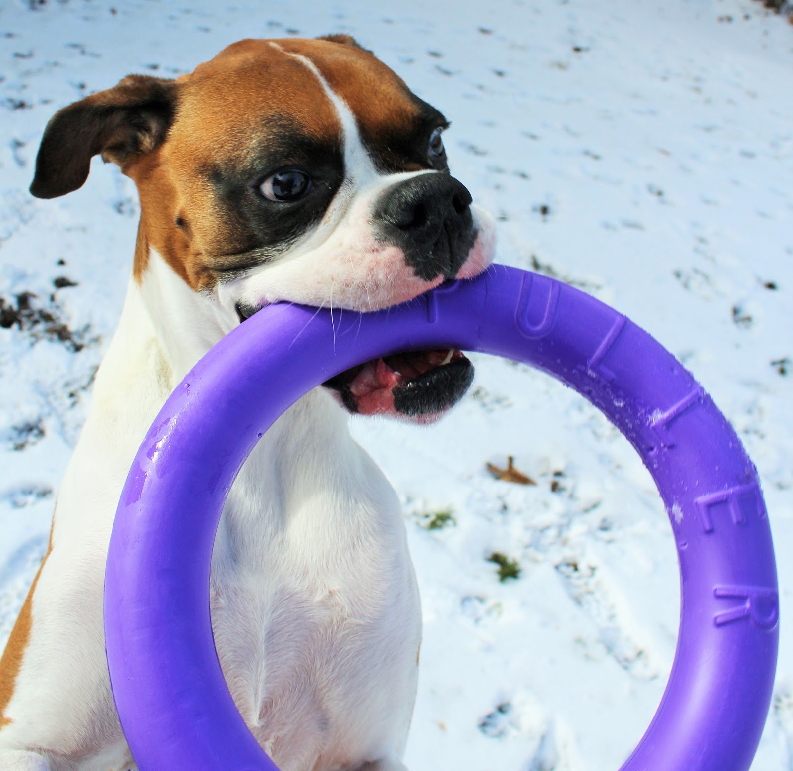 Dog Madness: Puller An Unique Interactive Training Device For A Healthy ...